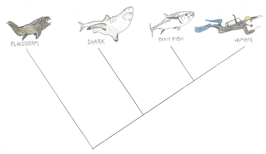 How are sharks equally related to bony fish and us? – Sarah Jean McPeek